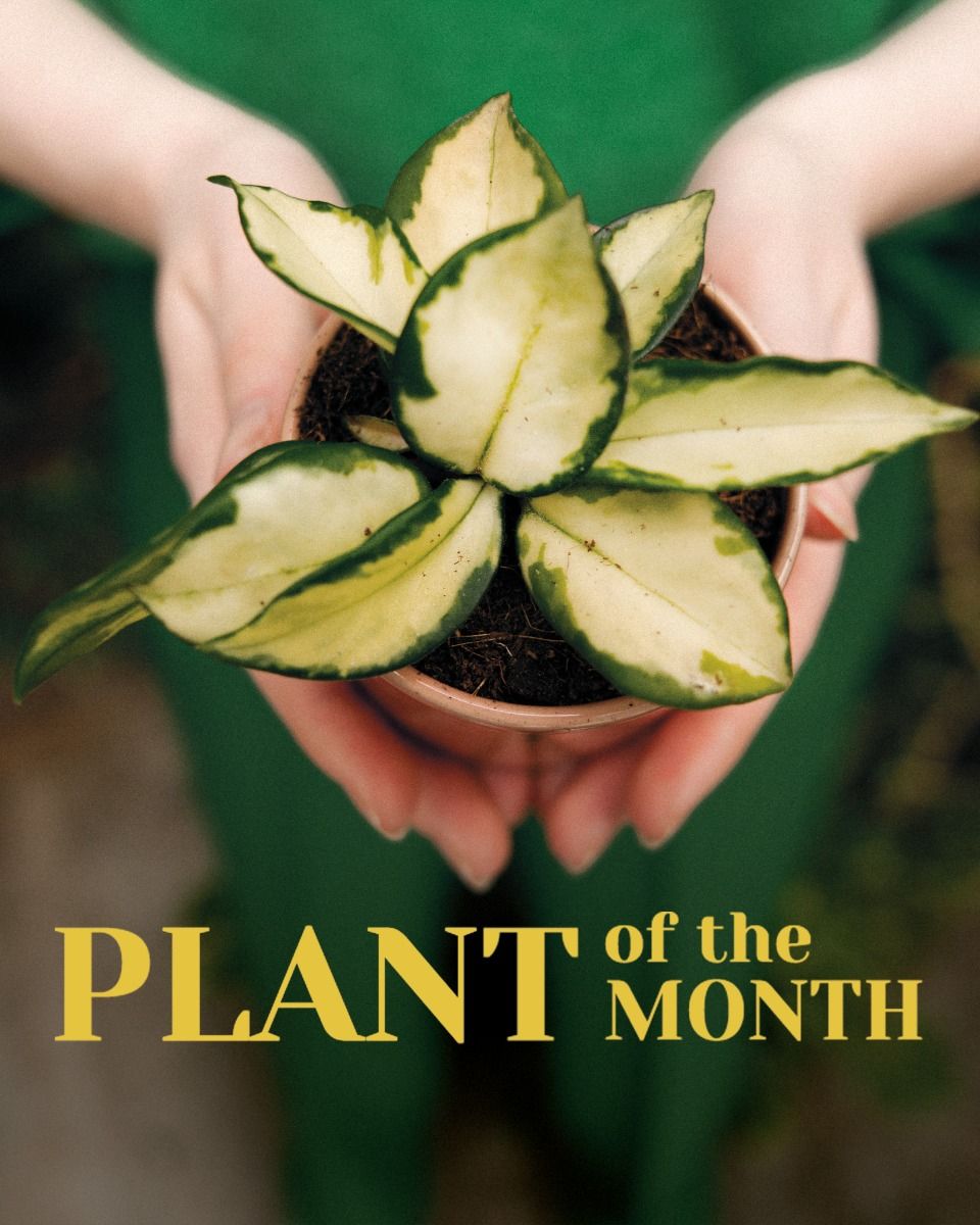 Acquista Monstera Obliqua S (Pianta del pane americana) online | PLNTS.com